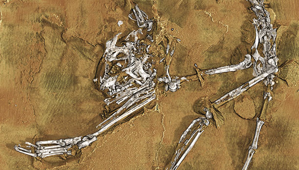 Le plus ancien fossile de primate livre ses secrets - Science Actualités.fr