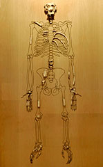 Pierolapithecus : ancêtre commun de l'homme et du singe ? - Science ...