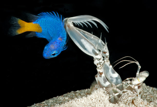 L’œil vif de la squille - Science Actualités.fr