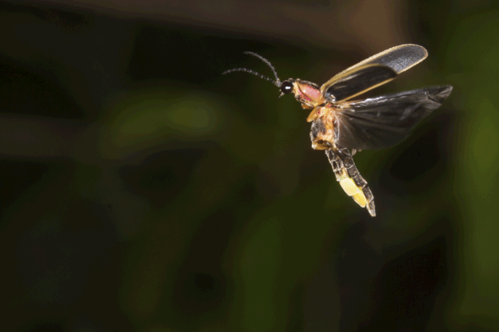 Éclairage sur la lumière des lucioles - Science Actualités