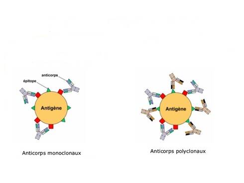 anticorps monoclonal polyclonal
