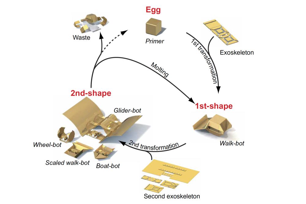Métamorphose robotique - Science Actualités