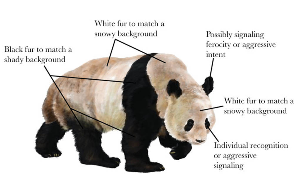 Pourquoi ce pelage du panda ? - Science Actualités