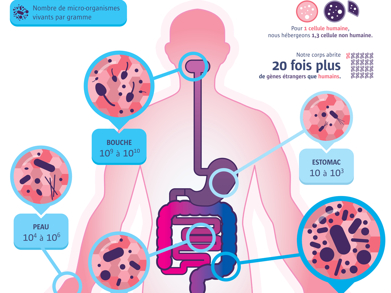 Microbiote, une révolution médicale - Science Actualités - Cité des ...